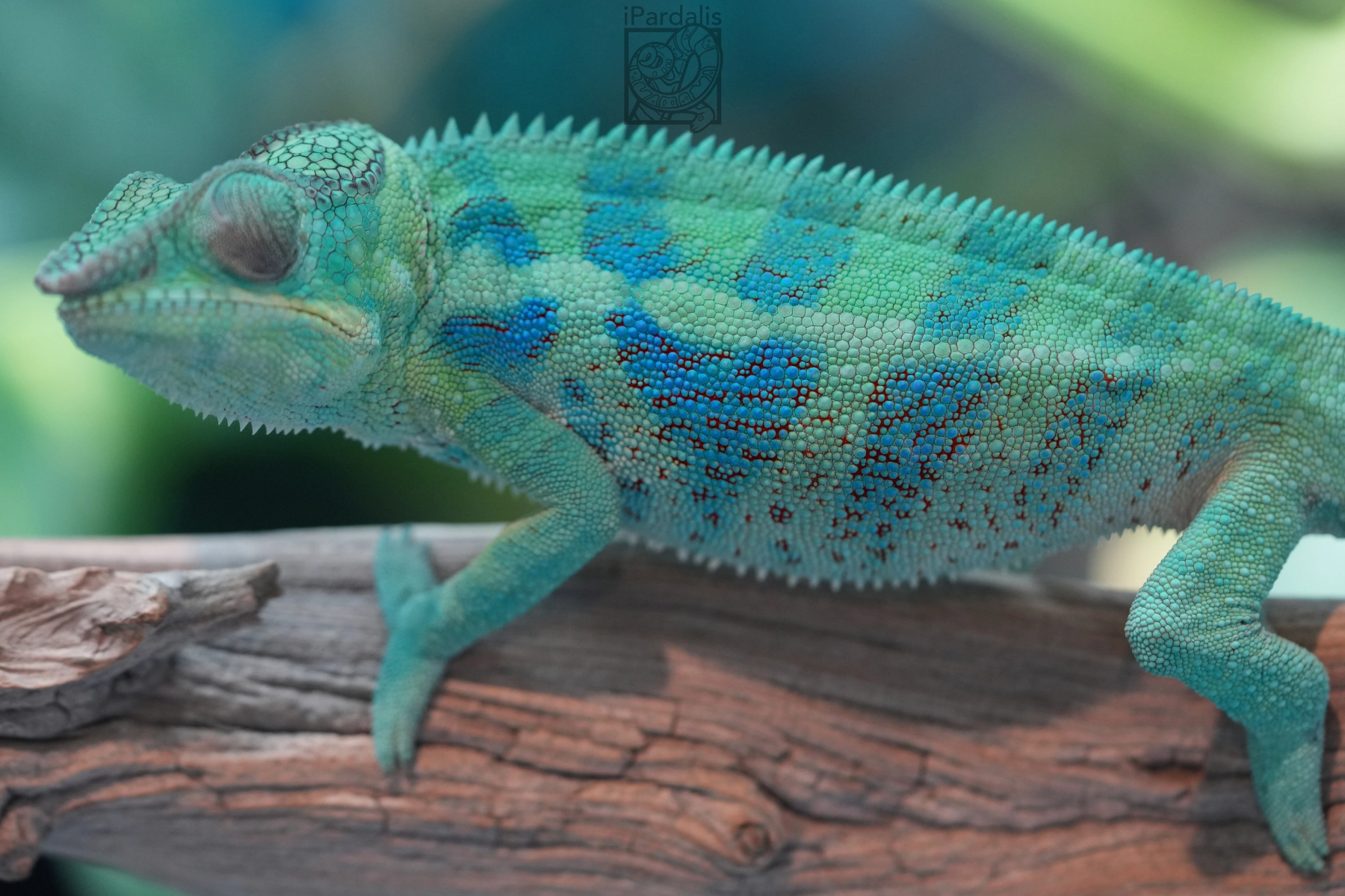Captive-hatched Ambanja Panther Chameleon | Bingo (CH)