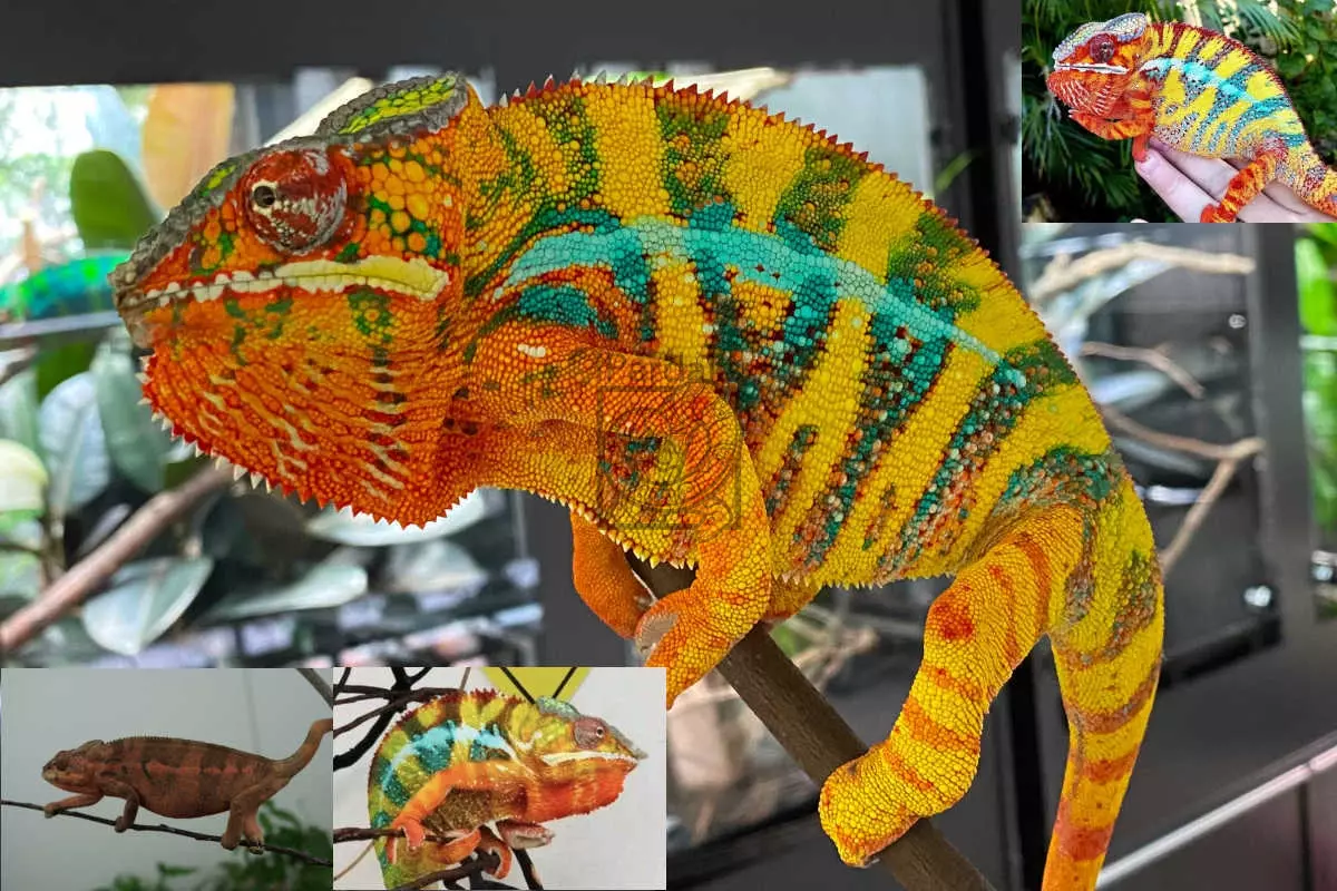 iPardalis | Rainbow Ambilobe Panther Chameleon from Ghost x Jiolahy | M3
