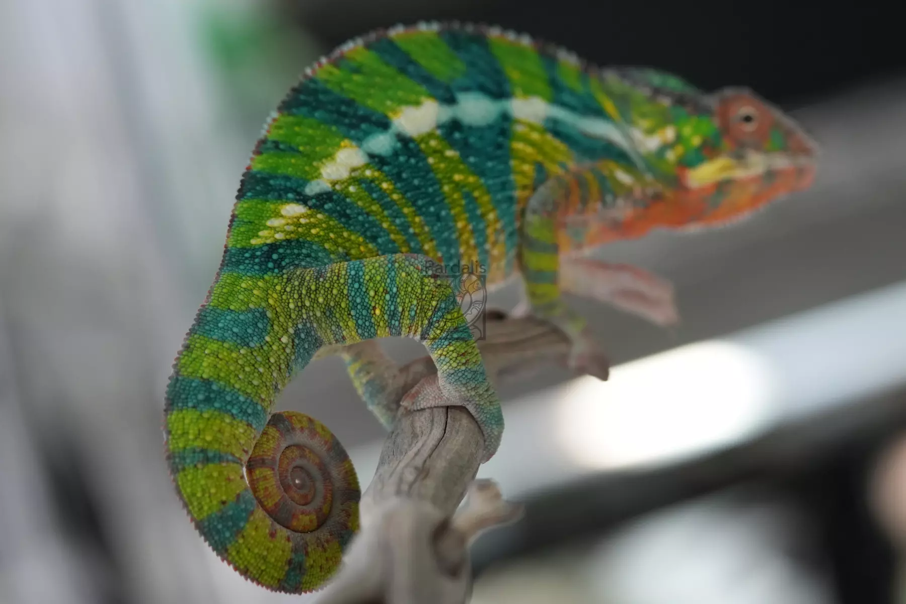 Wild Caught Ambilobe Panther Chameleon | Haiyang (WC)