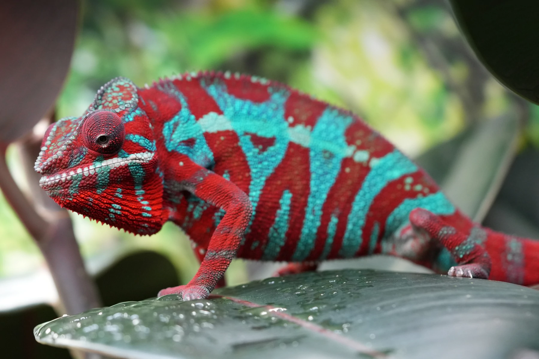 Hong | Red Body Blue Bar | Ambilobe Panther Chameleon