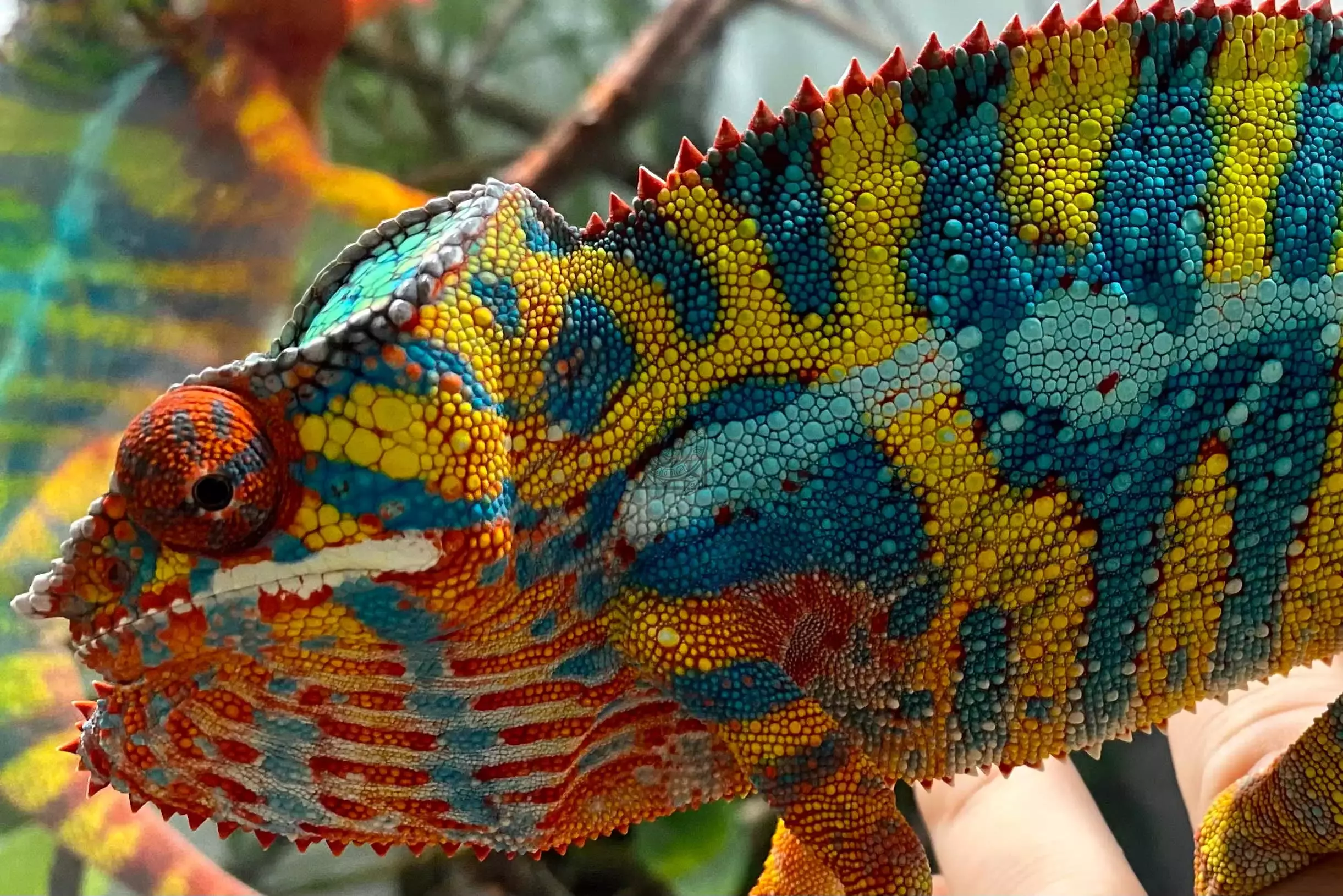 Jackson | Yellow Body Blue Bar | Ambilobe Panther Chameleon