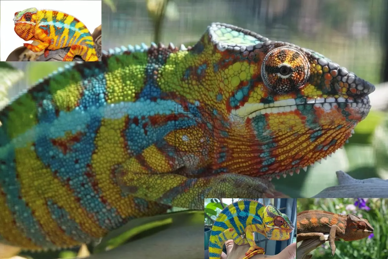 iPardalis | YBBB Ambilobe Panther Chameleon from Jimanga x Bumblebee | M4