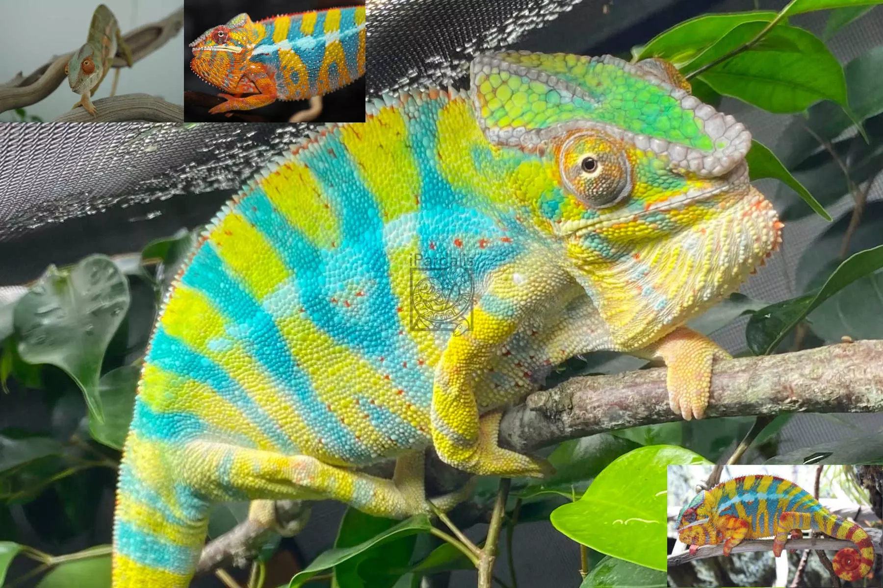 iPardalis | YBBB Ambilobe Panther Chameleon from Jimanga x Kintana | M3