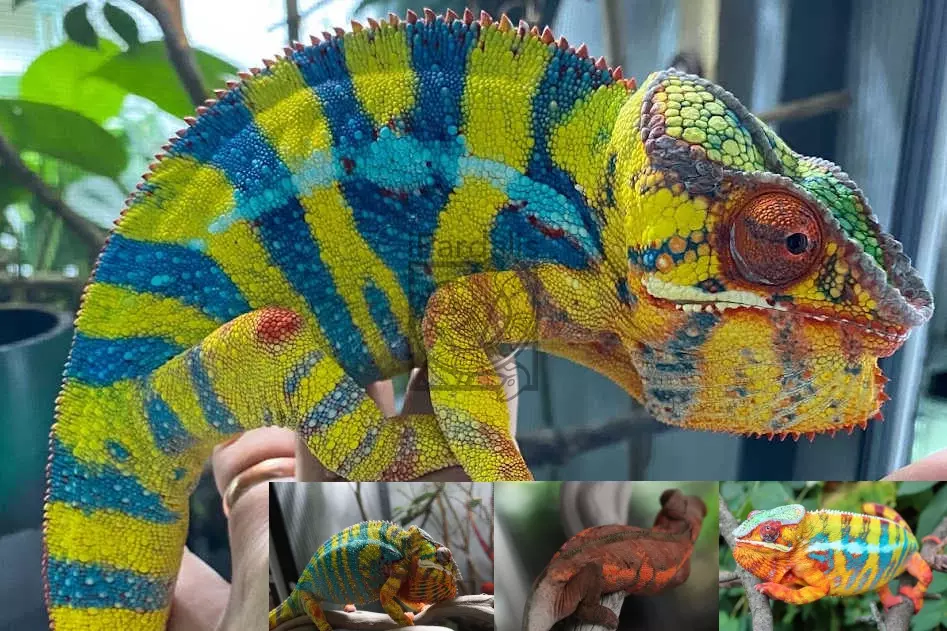 iPardalis | YBBB Ambilobe Panther Chameleon from Papafee x Tsara | M8
