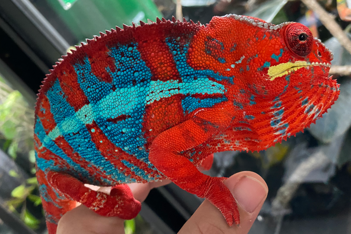 iPardalis | Adult Panther Chameleons for sale
