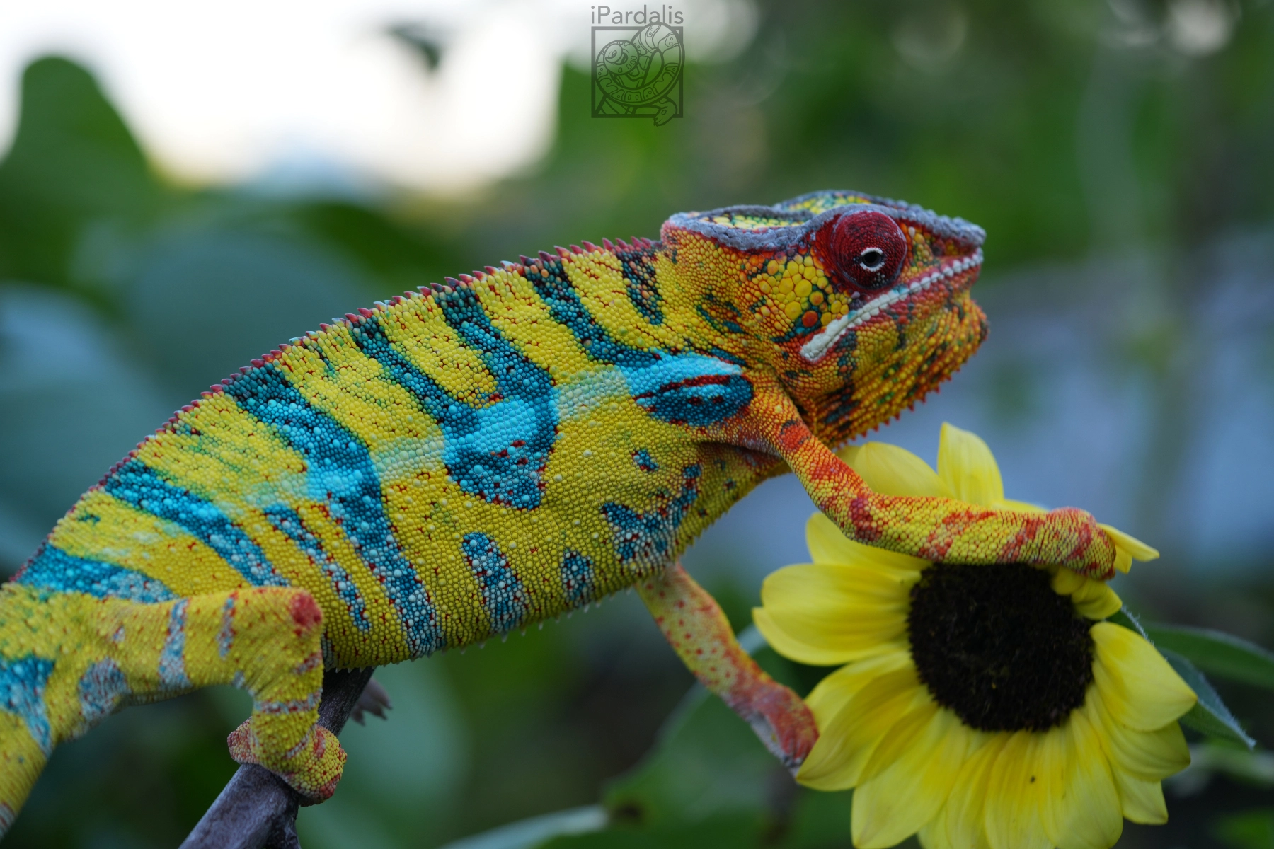 sideshow | Yellow Body Blue Bar | Ambilobe Panther Chameleon
