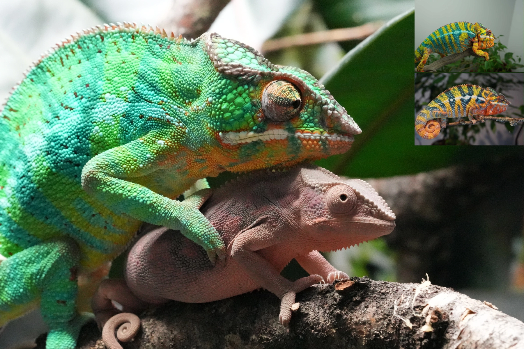 iPardalis | Rainbow Ambilobe Panther Chameleon from Tratra x Parasi | M1