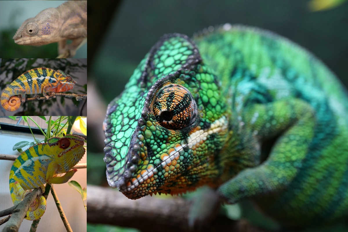 iPardalis | Rainbow Ambilobe Panther Chameleon from Tratra x Parasy | M1