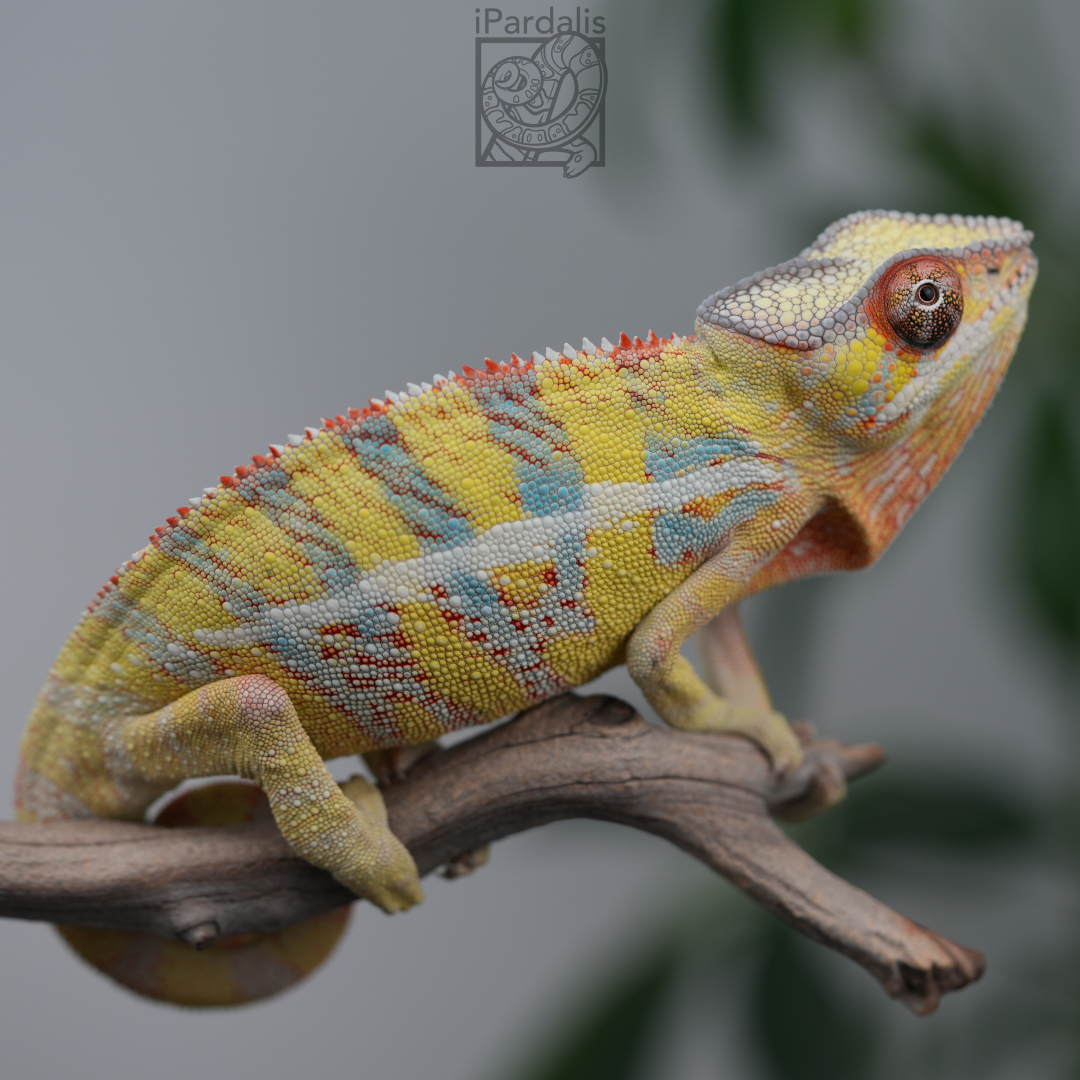 iPardalis | YBBB Ambilobe Panther Chameleon from Ghost x Tsara | M1