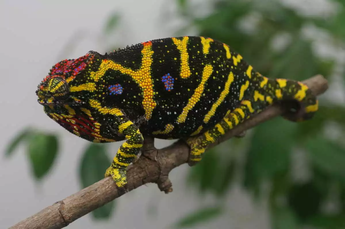 Feng | Furcifer minor | Lesser Chameleon